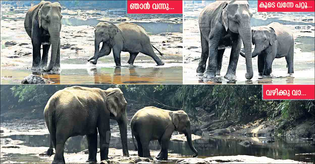 കാട്ടിലേക്കു മടങ്ങാനാകാതെ നിന്ന കാട്ടാനയെ കുട്ടിയാനയെത്തി കൂട്ടികൊണ്ടു ...