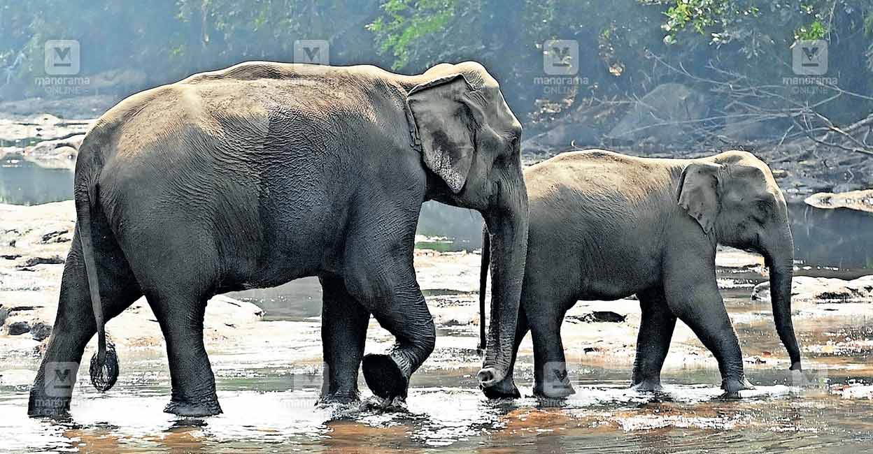 കുട്ടിയാന വന്നു, അമ്മയെ കണ്ടു; സ്നേഹംകൊണ്ട് കീഴടക്കി | Thannithode ...
