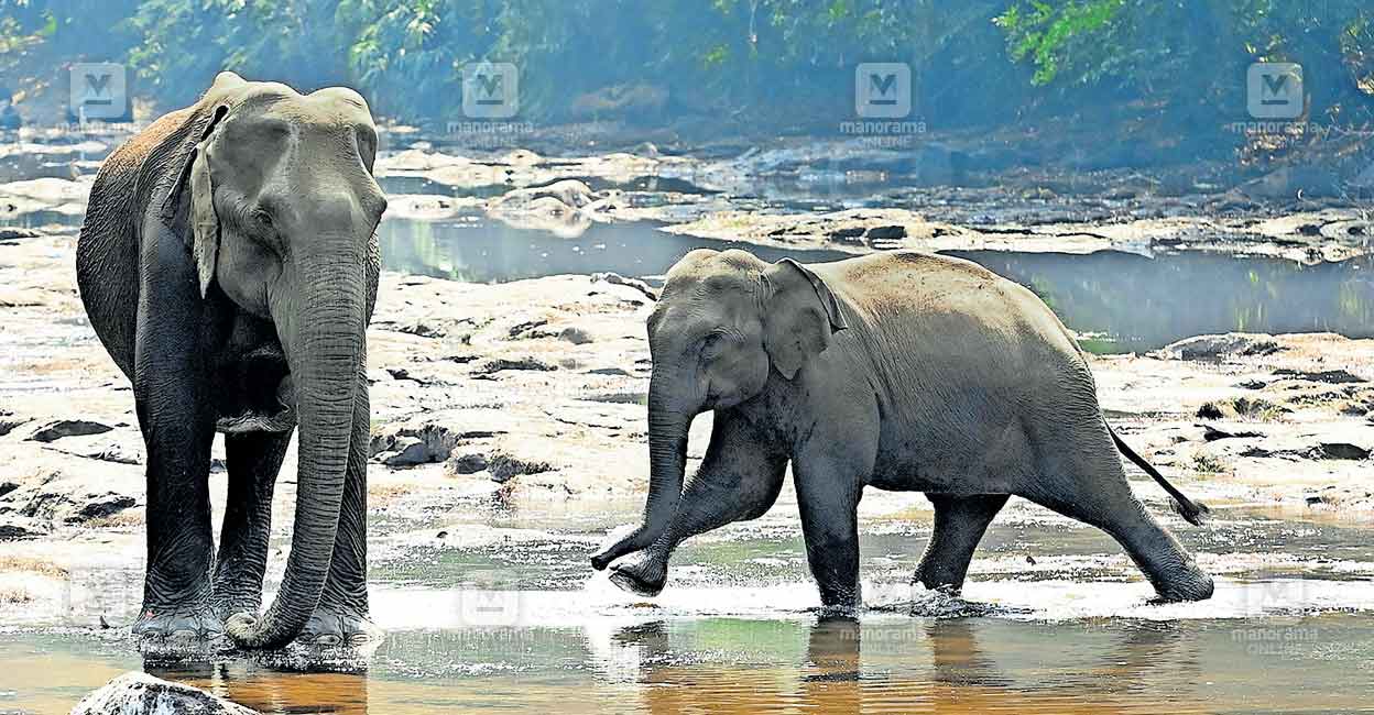 കാട്ടിലേക്കു മടങ്ങാനാകാതെ നിന്ന കാട്ടാനയെ കുട്ടിയാനയെത്തി കൂട്ടികൊണ്ടു ...