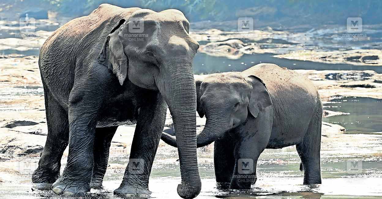 കുട്ടിയാന വന്നു, അമ്മയെ കണ്ടു; സ്നേഹംകൊണ്ട് കീഴടക്കി | Thannithode ...