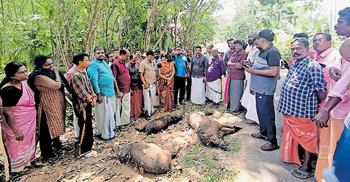 ഓരോ ഞായറും ഒരു വാർഡ് വീതം കാടിളക്കിയുള്ള കാട്ടുപന്നി വേട്ട; കാട്ടുപന്നികളെ വെടിവച്ച് ഷൂട്ടർമാ ...