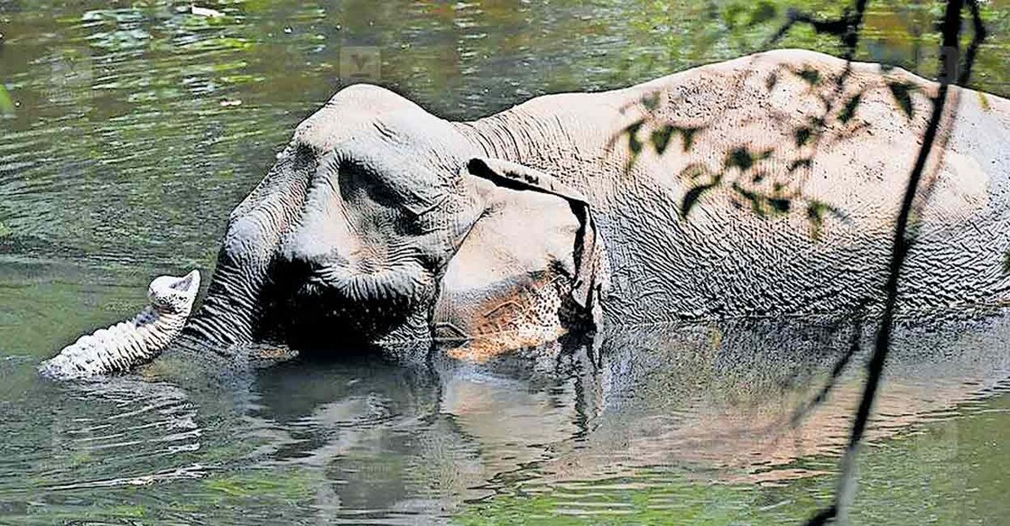 കാടിറങ്ങിയ ആന കല്ലാറ്റിൽ നിലയുറപ്പിച്ചു | Thannithode | Kallat stream ...