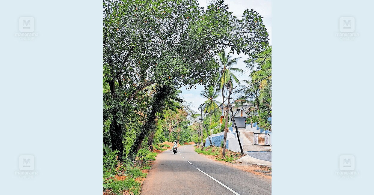പാതയിലേക്ക് ചരിഞ്ഞ് പ്ലാവ്; നേരെ അപകടത്തിലേക്ക് വഴി | Ezhumattoor ...