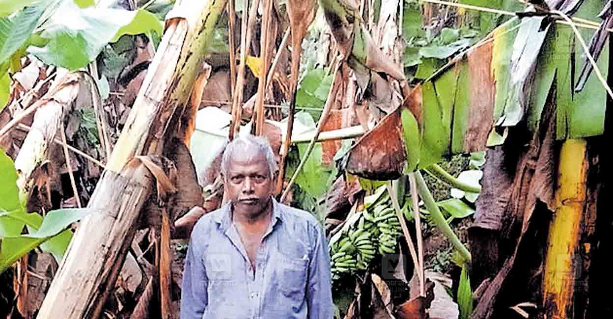 കനത്ത കാറ്റിൽ വ്യാപക നഷ്ടം | Kadamanitta | Plakkal | Naranghanam ...