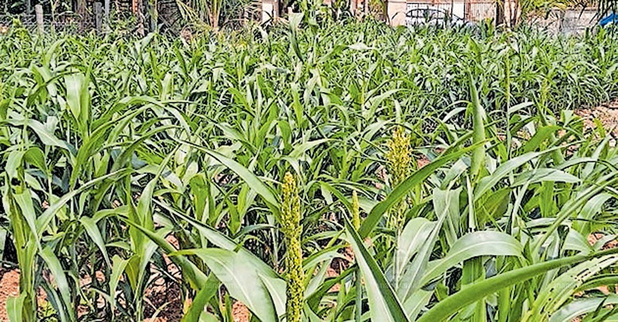 മണിച്ചോളം മണിമണി പോലെ വിളഞ്ഞു; പരീക്ഷണാടിസ്ഥാനത്തിൽ 4 ഇടങ്ങളിലായി ...