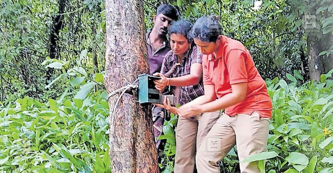 കടുവയുടെ മുൻപിൽപെട്ട് പൊലീസ് പട്രോളിങ് വാഹനം | Thannithode | Konni ...