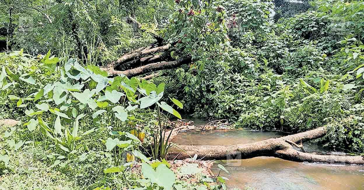 മരം പോലെ അധികൃതർ; വഴിതെളിയാതെ നാട്ടുകാർ | Idamuri | Irappampaara stream ...