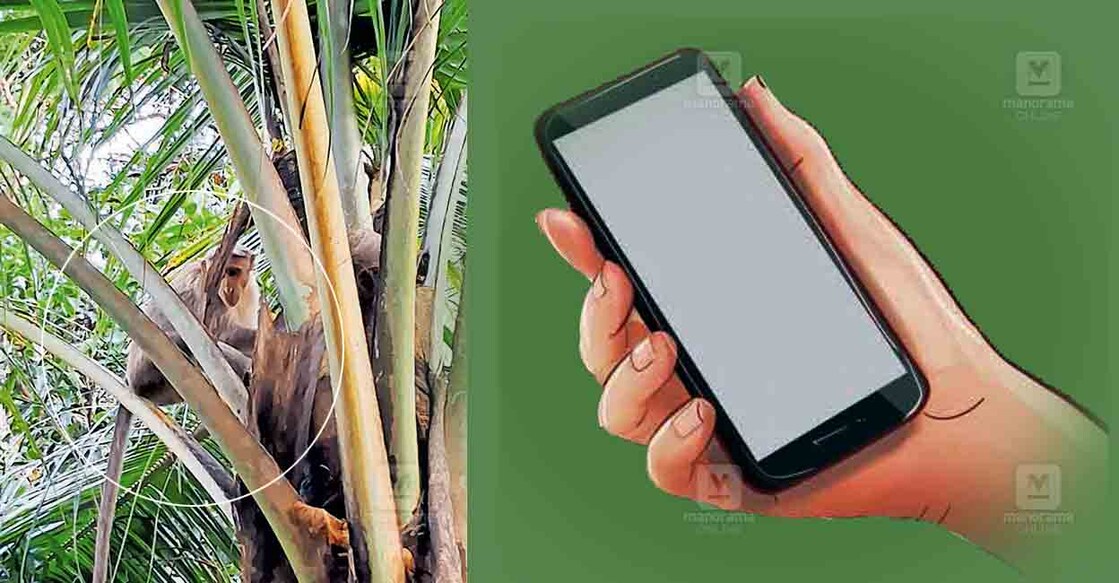 കുരങ്ങാ മൊബൈൽ ഫോൺ അടിച്ചുമാറ്റരുത്, പുതിയതാണ്! ഫോണുമായി കുരങ്ങൻ കടന്നു ...