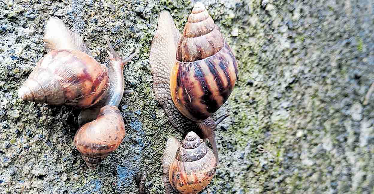 ‘നശിപ്പിക്കുന്തോറും കൂടിക്കൂടി വരും; സഞ്ചാരം രാത്രിയും പുലർച്ചെയും, പക ...