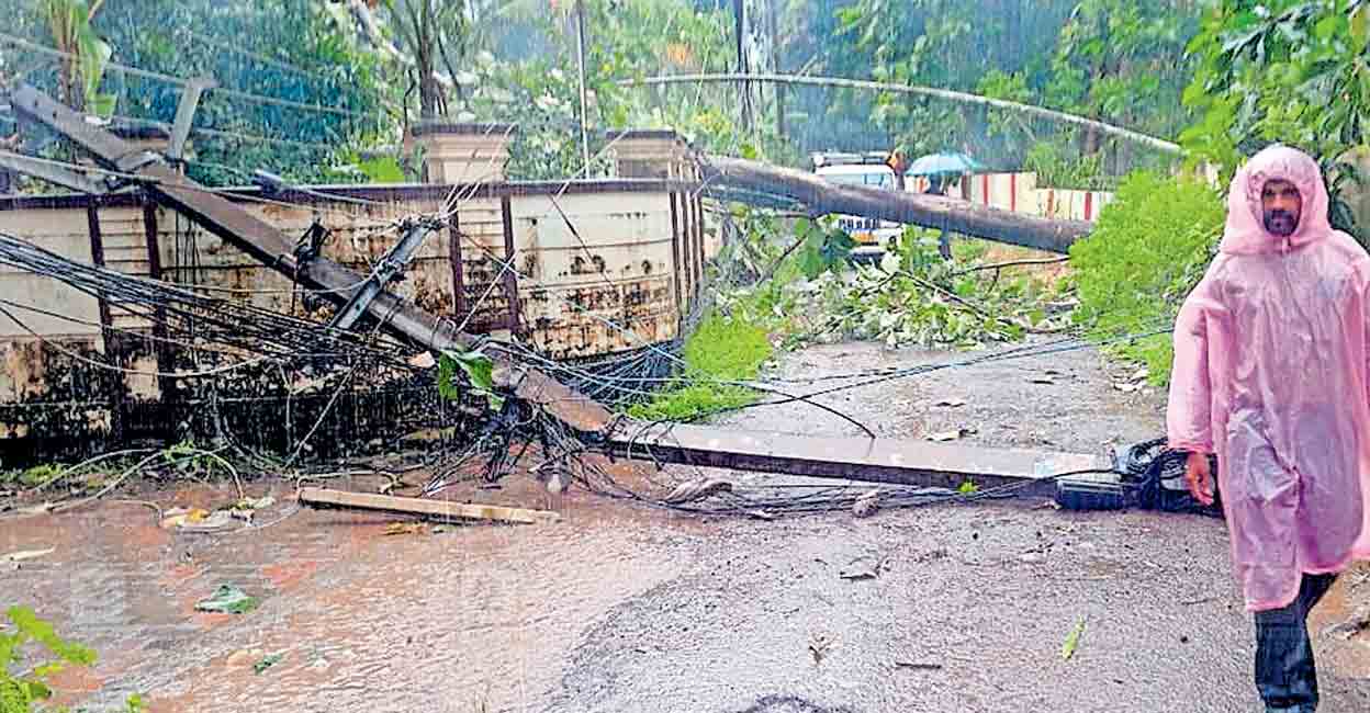 കാറ്റും മഴയും: കുറ്റൂരിൽ വൻ നാശനഷ്ടം; വെള്ളിയാഴ്ച മരം വീണു വൈദ്യുതി ലൈ ...