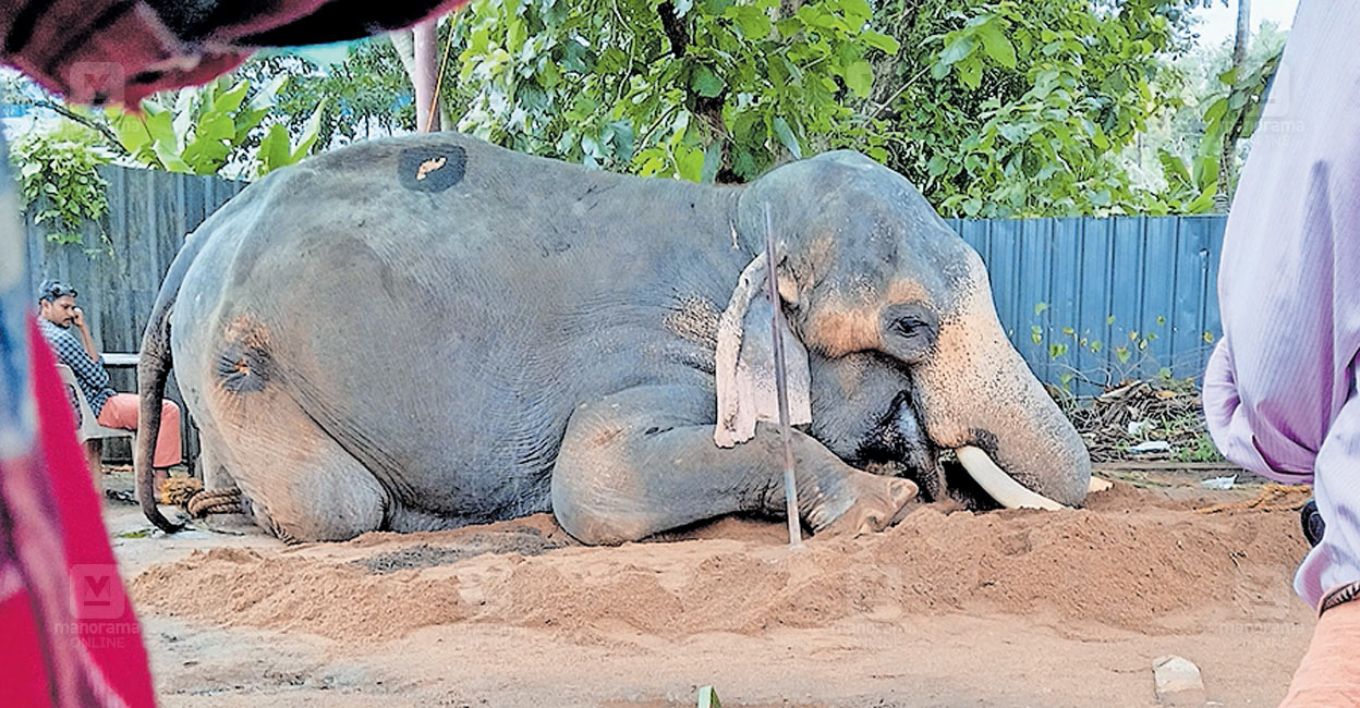 ഓർമയായി ഓമല്ലൂർ മണികണ്ഠൻ; എരണ്ടക്കെട്ടിനെ തുടർന്ന് ചികിത്സയിലായിരുന്നു ...