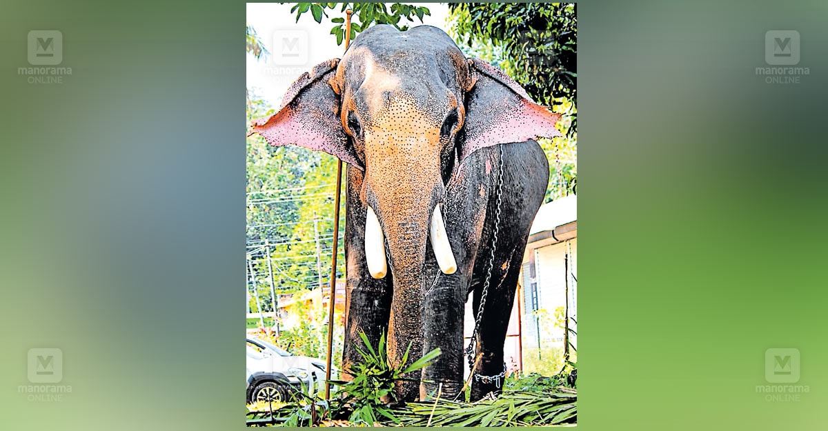 ഓർമയായി ഓമല്ലൂർ മണികണ്ഠൻ; എരണ്ടക്കെട്ടിനെ തുടർന്ന് ചികിത്സയിലായിരുന്നു ...