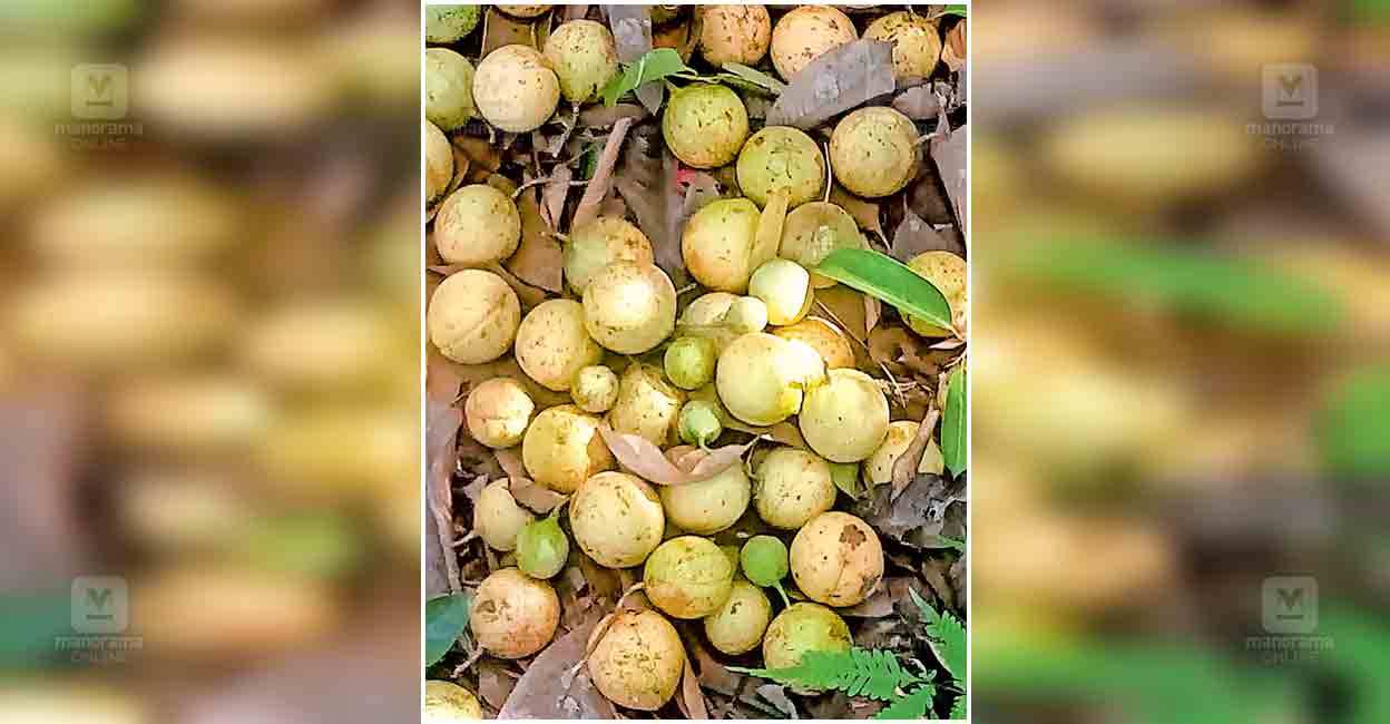കുരങ്ങന്മാർക്കു മുന്നിൽ ജാതിക്കായ്ക്കും രക്ഷയില്ലാതായി; പറിച്ചു ...