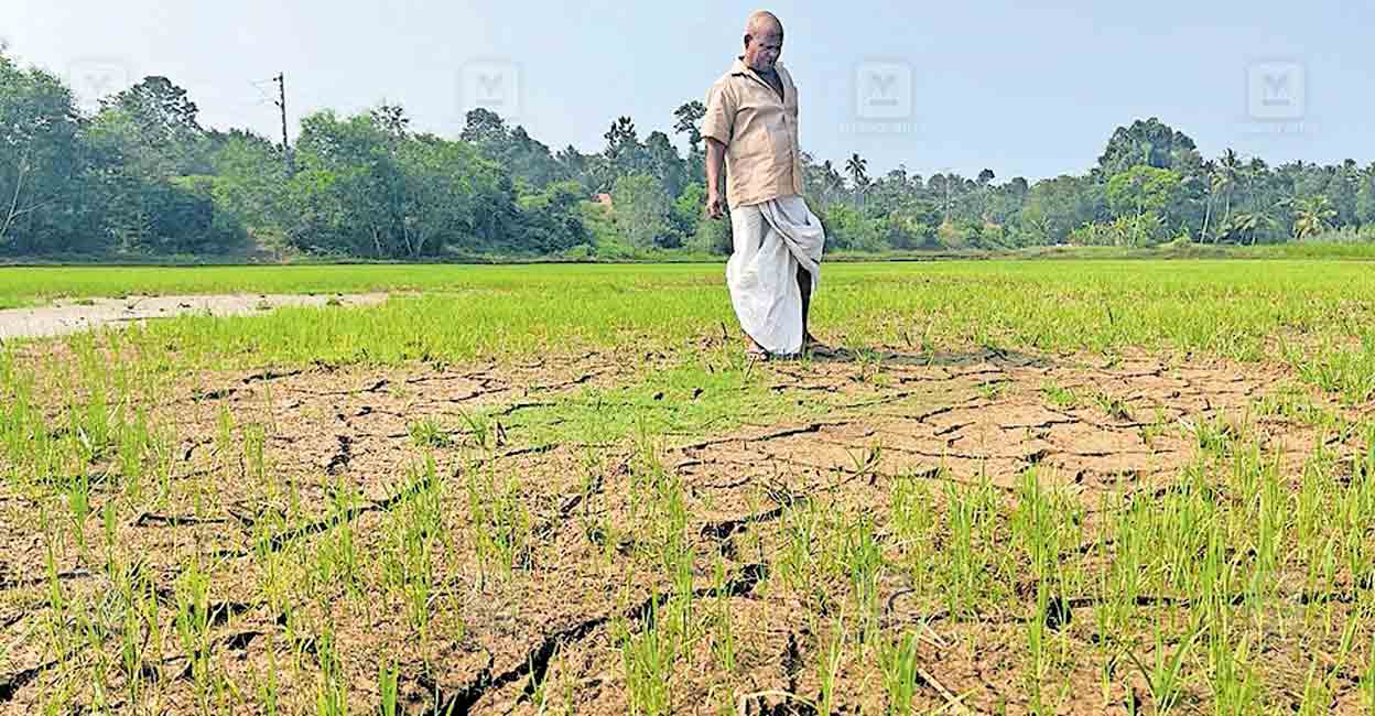 പിഐപി കനാൽ വെള്ളം കാത്ത് കർഷകർ; വിണ്ടുകീറി പാടശേഖരങ്ങൾ | Kerala ...