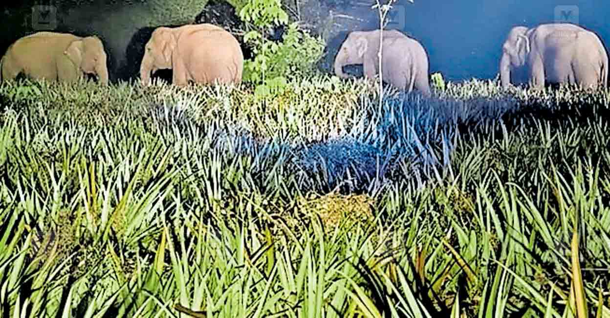 ചെറുകാവ് അമ്പലത്തിനു സമീപം കാട്ടാന വിളയാട്ടം; വാഴ, തെങ്ങ്, കപ്പ, പന ...