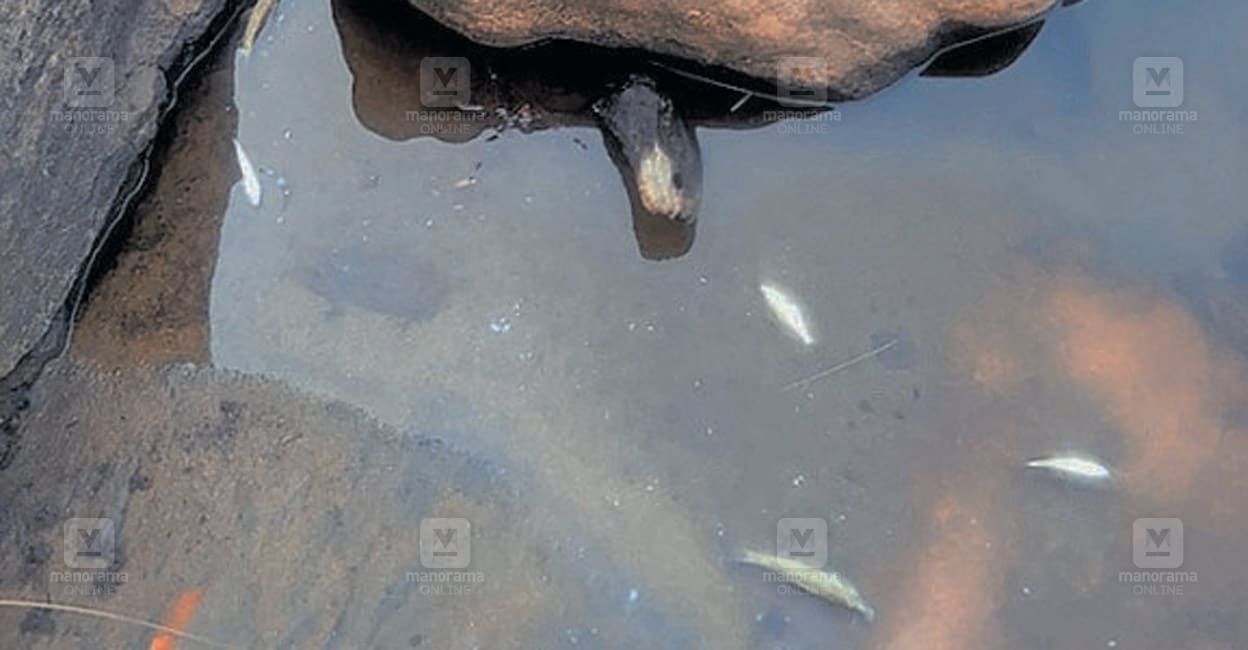 മീൻ പിടിക്കാൻ പമ്പയിൽ വിഷം കലക്കി: ചത്തുപൊങ്ങി മീനുകൾ; ‘മീൻ’പാതകം ...