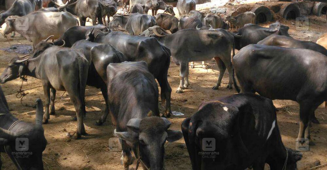കാലികൾ എത്തുന്നില്ലകാലികൾ എത്തുന്നില്ല; കേരളത്തിൽ ഇറച്ചിക്കടക ...