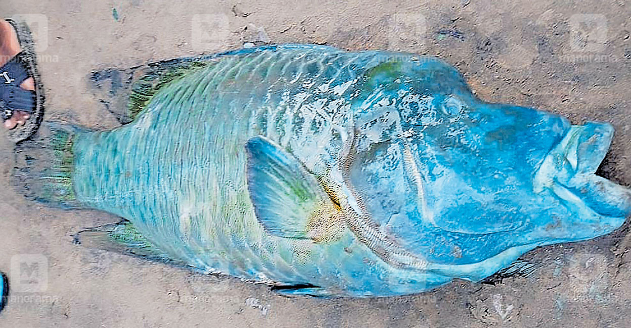 ഗയ്സ്...നെപ്പോളിയൻ റാസ് വലയിൽ.. !; 15 കി ഗ്രാം തൂക്കം, അപൂർവമായി മാത്രം ...