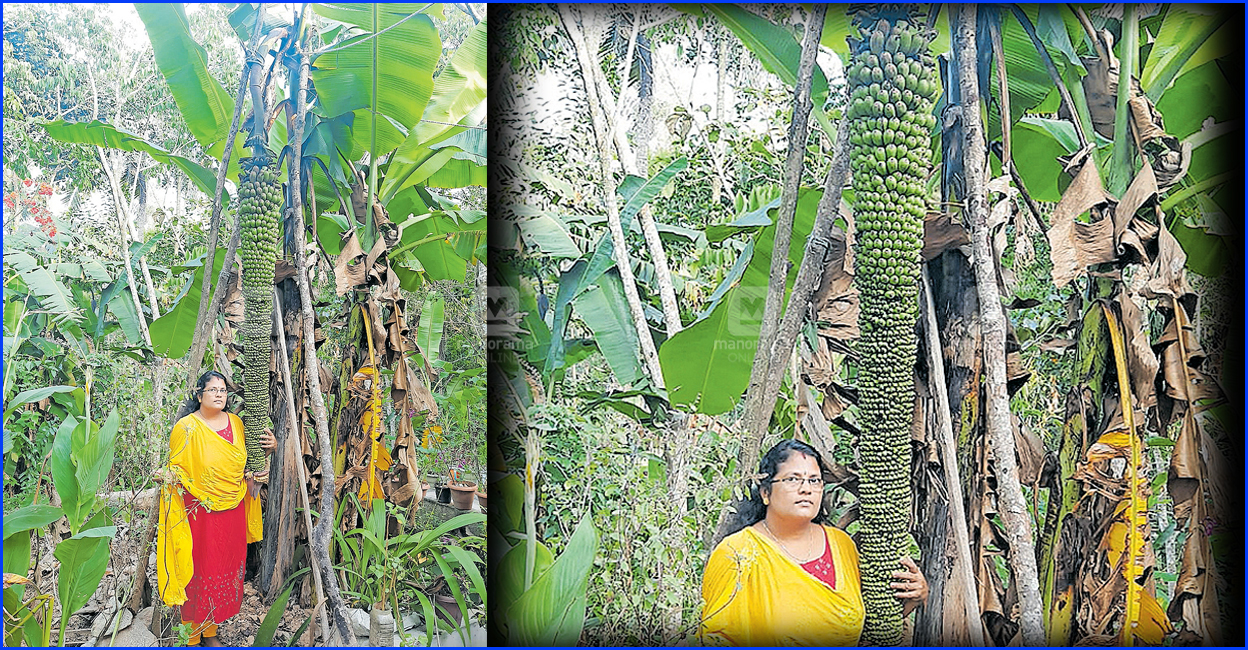 വാഴയുടെ ചുവടോളം നീളുന്ന വാഴക്കുല; വളർന്നു തീർന്നിട്ടില്ല...