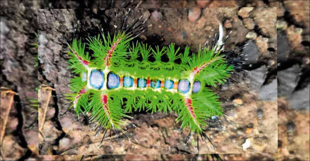 മരിച്ചു കിടക്കുന്ന രണ്ടു പേരുടെ ചിത്രങ്ങൾ, ഒപ്പം 'ഭീകര' പുഴുവും; ഈ ...