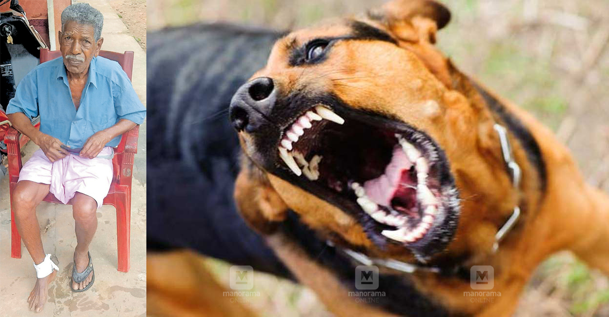 നാവായിക്കുളത്ത് വയോധികന് തെരുവുനായയുടെ കടിയേറ്റു | Stray Dog Rescue ...