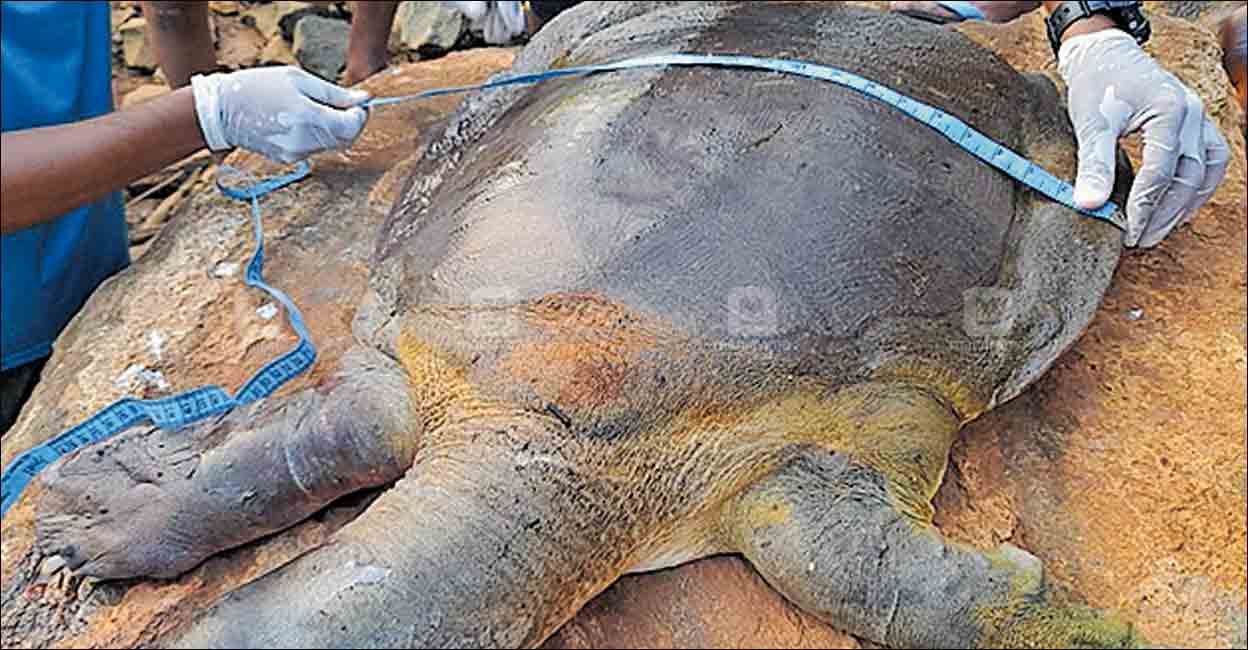 ഭീമൻ ആമയെ ചത്ത നിലയിൽ കണ്ടെത്തി