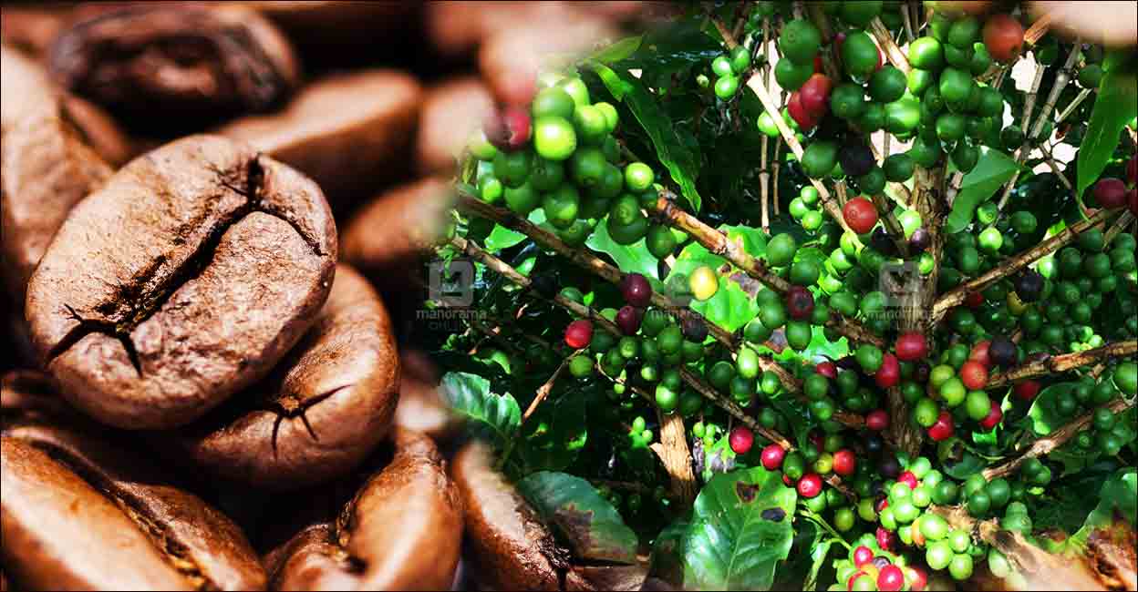 കാപ്പി വില ചരിത്രത്തിലാദ്യമായി ക്വിന്റലിന് 20,000 രൂപ; ഒരാഴ്ചയ്ക്കിടെ ...
