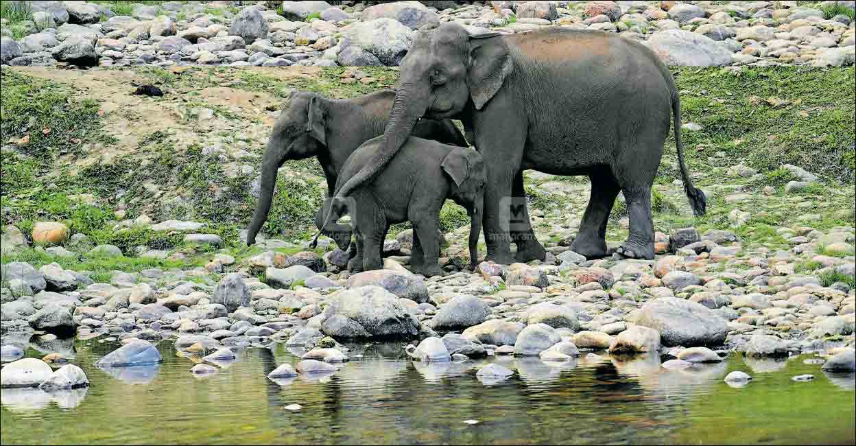 തനിനാടൻ അങ്ങാടി, പക്ഷേ, വൈകുന്നേരം നിറംമാറും; വഴിയോരങ്ങൾ വാഹനങ്ങൾകൊണ്ടു ...