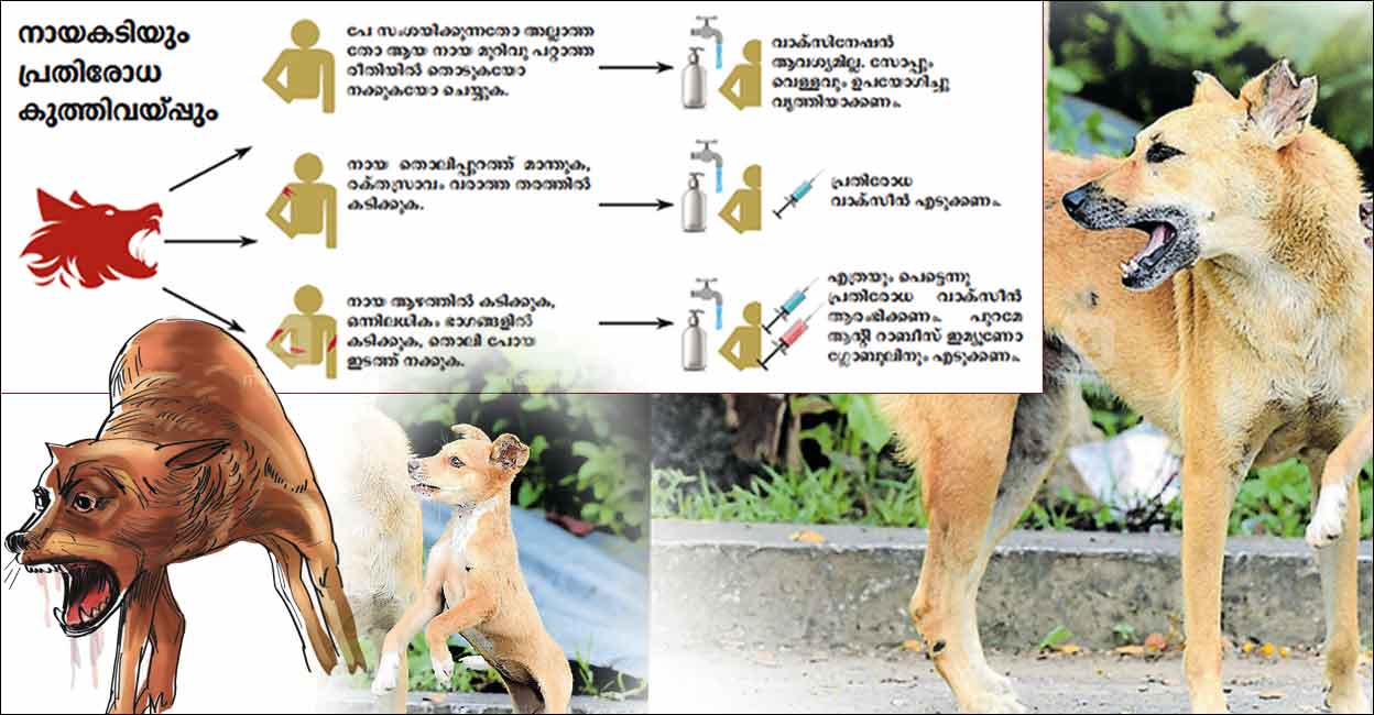 തെരുവുനായ പ്രശ്നത്തിൽ നിലവിലുള്ള നിയമങ്ങൾ എന്തൊക്കെ? ആരോഗ്യ പ്രശ്നങ്ങ ...