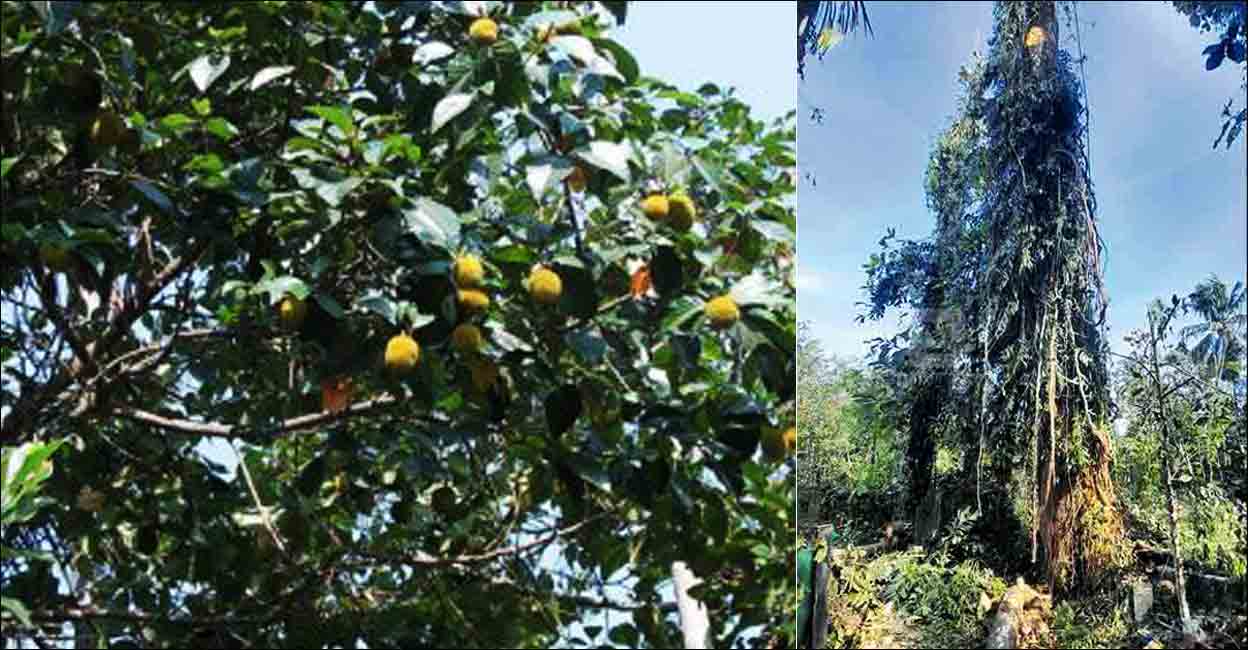 '12 വർഷമായി നാട്ടുകാരെ ചുറ്റിക്കുകയാണ്'; കണ്ടറിയണം ആഞ്ഞിലീ ...