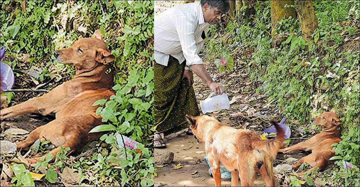 വാഹനമിടിച്ചു നടുവൊടിഞ്ഞ നായയ്ക്ക് രാപകൽ കാവലിരുന്ന് മറ്റൊരു നായ ...