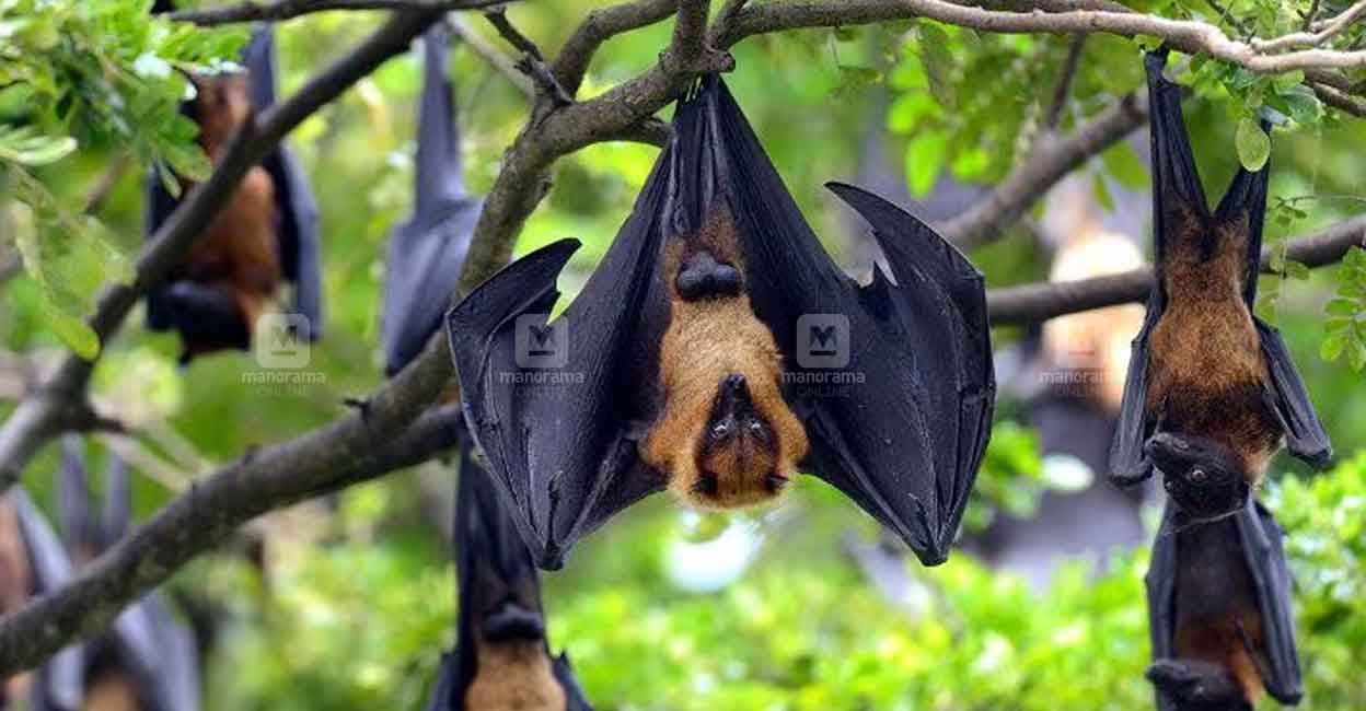 നിപ്പ വരുന്നവഴി കണ്ടെത്തണം | മനോരമ ഓൺലൈൻ ന്യൂസ്- kerala news malayalam ...