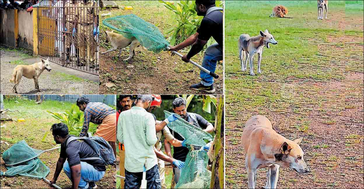 പേവിഷബാധ ലക്ഷണങ്ങളോടെ തെരുവുനായ വീട്ടുവളപ്പിൽ; നാട് നാലരമണിക്കൂർ മു ...