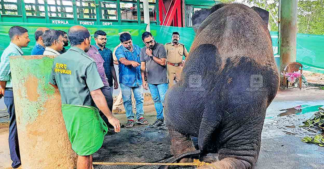കാൽ നിലത്തു കുത്താതെ ജീവിച്ചത് വർഷങ്ങൾ; ഒടുവിൽ ‘മനു’വിന്റെ നരകയാതന തീ ...