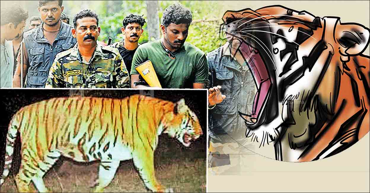 നരഭോജി കടുവയെ പിടിച്ചാൽ എങ്ങോട്ട് കൊണ്ടുപോകും?; സംരക്ഷിക്കാൻ മാസം ...