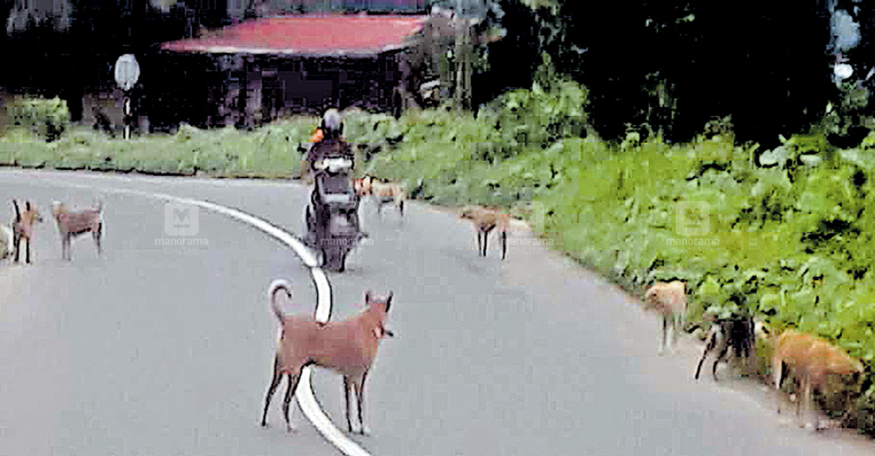 നഗരത്തിൽ പിടിക്കുന്നു, ഗ്രാമങ്ങളിൽ തള്ളുന്നു; രൂക്ഷമായി തെരുവുനായ ...