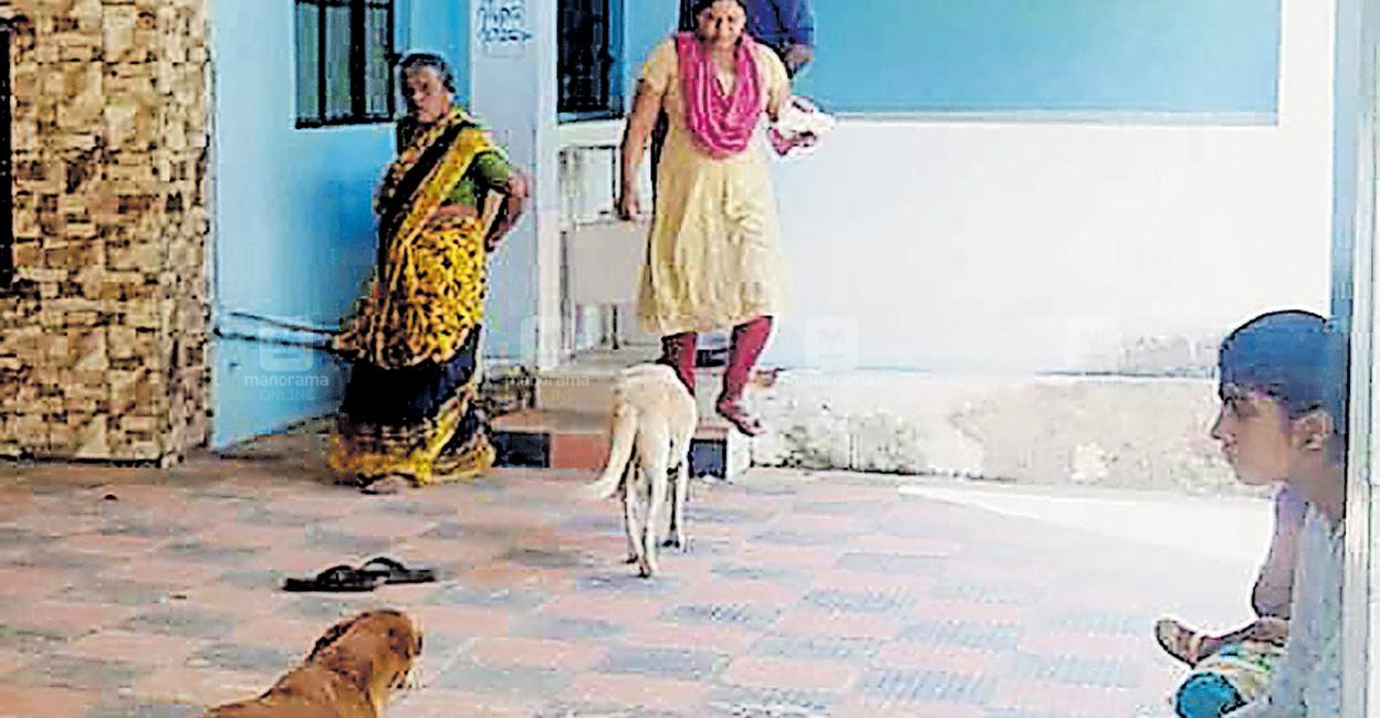 നഗരത്തിൽ പിടിക്കുന്നു, ഗ്രാമങ്ങളിൽ തള്ളുന്നു; രൂക്ഷമായി തെരുവുനായ ...