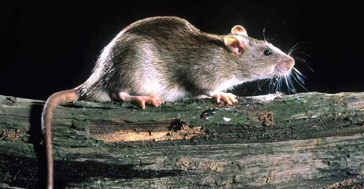 22,000 അടി പൊക്കത്തിൽ അഗ്നിപർവതത്തിന്റെ മുകളിൽ എലികൾ! ശ്രദ്ധേയമായി ...