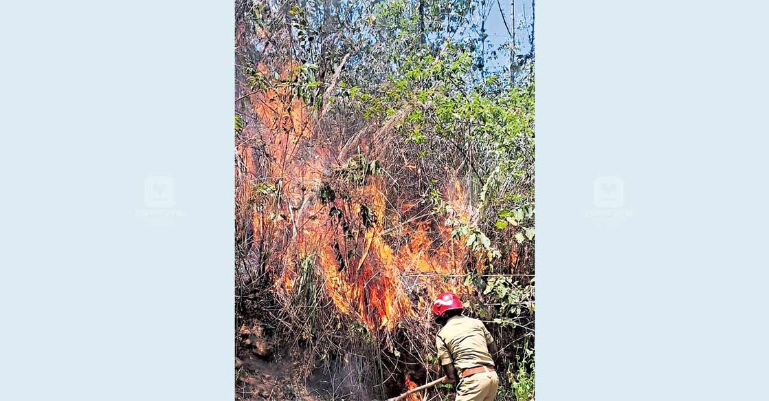 പാലോട് വനം കത്തി, വന്യജീവികൾക്കും നാശം