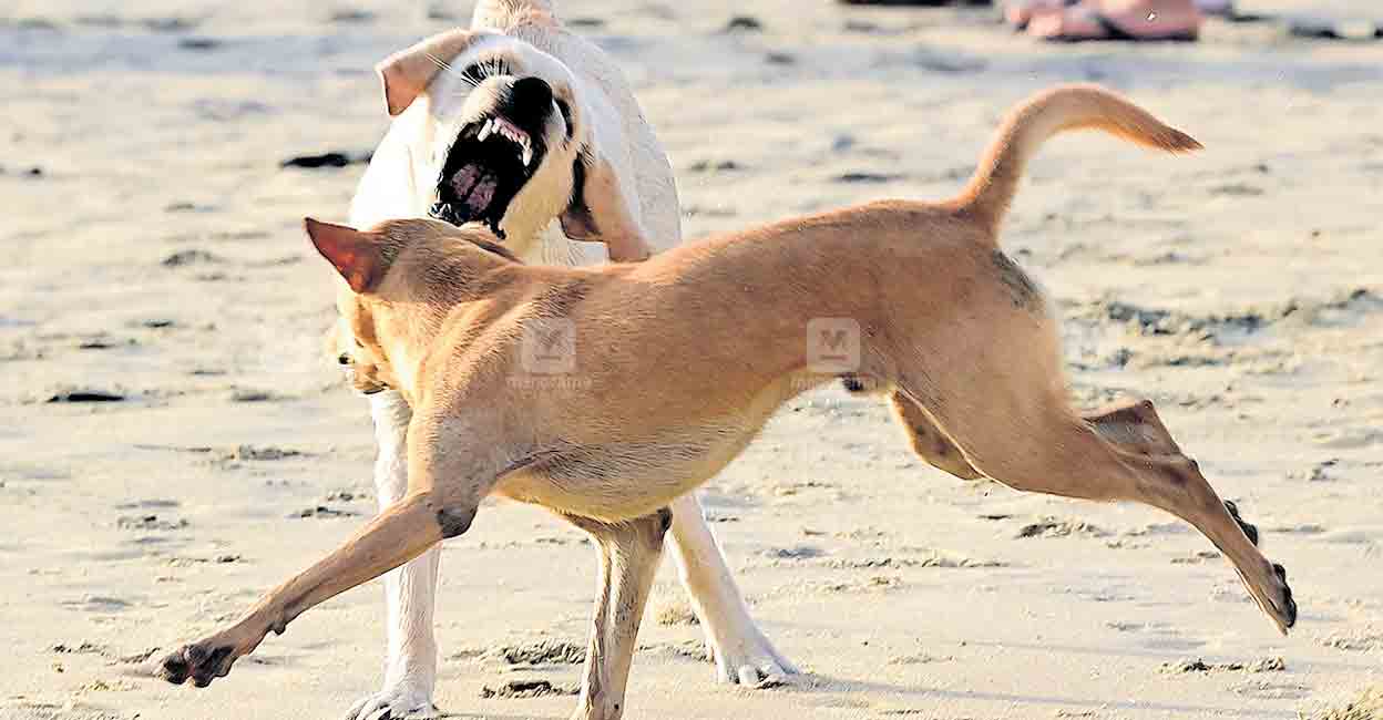 സ്നേഹിച്ച് വിദേശികൾ; ‘കടി നാട്ടുകാർക്ക് ’; തെരുവു നായ്ക്കളിൽനിന്ന് ...