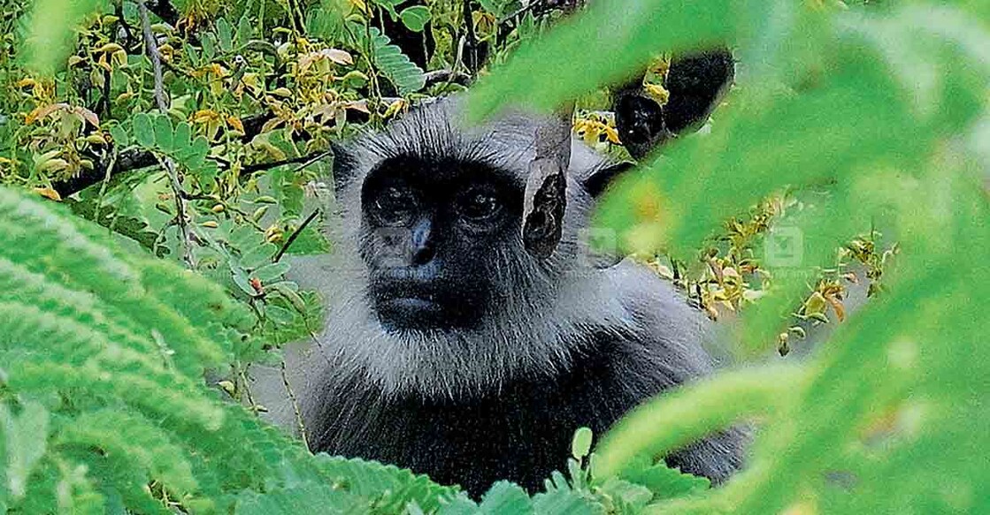 മുങ്ങിയ ഹനുമാൻ കുരങ്ങ് ഇവിടെയുണ്ട്... മാസ്കറ്റ് ഹോട്ടലിന് സമീപത്തെ മരത്തിൽ