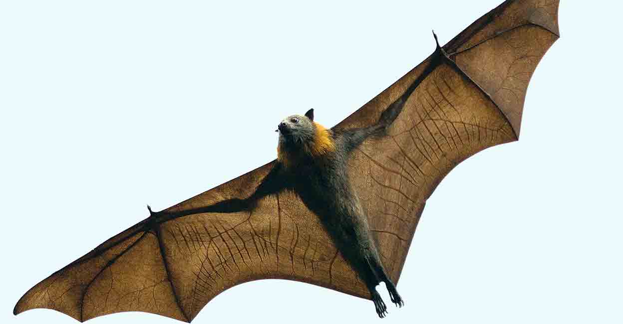 നിപ്പ ലക്ഷണങ്ങൾ, മെഡിക്കൽ കോളജിൽ 2 പേർ നിരീക്ഷണത്തിൽ | Nipah virus ...