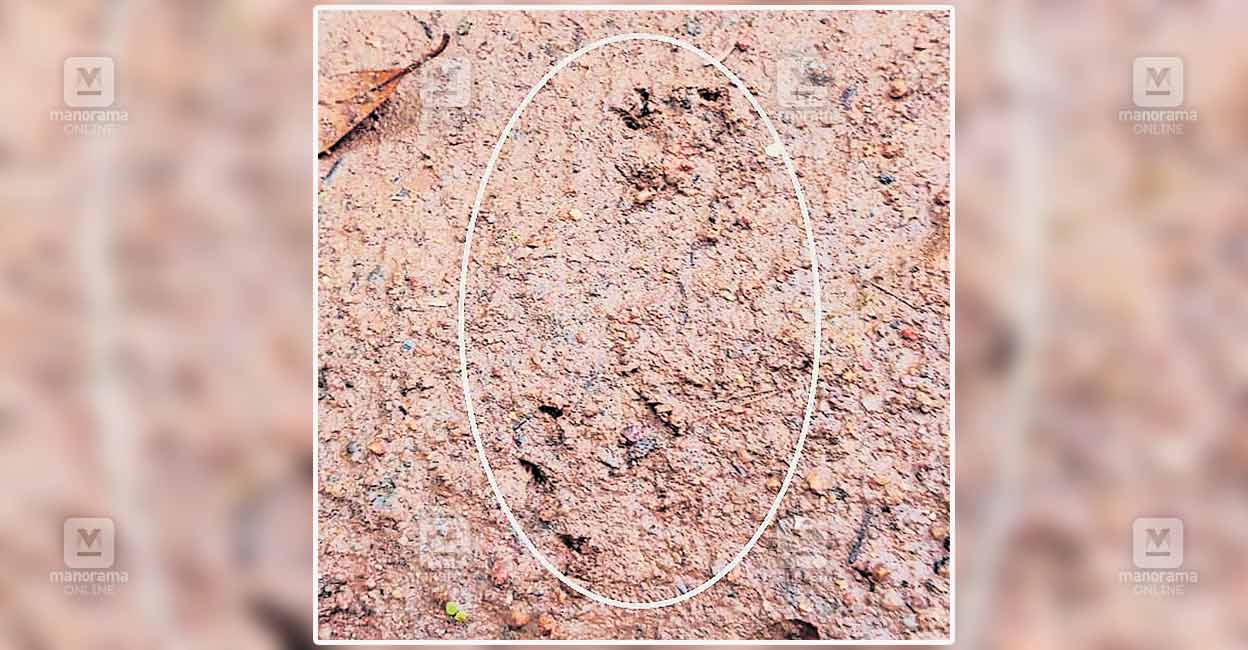 പുലിയോ കാട്ടുപൂച്ചയോ? വെഞ്ഞാറമൂട്ടിൽ ആശങ്ക | Tiger sighting | vellarada ...
