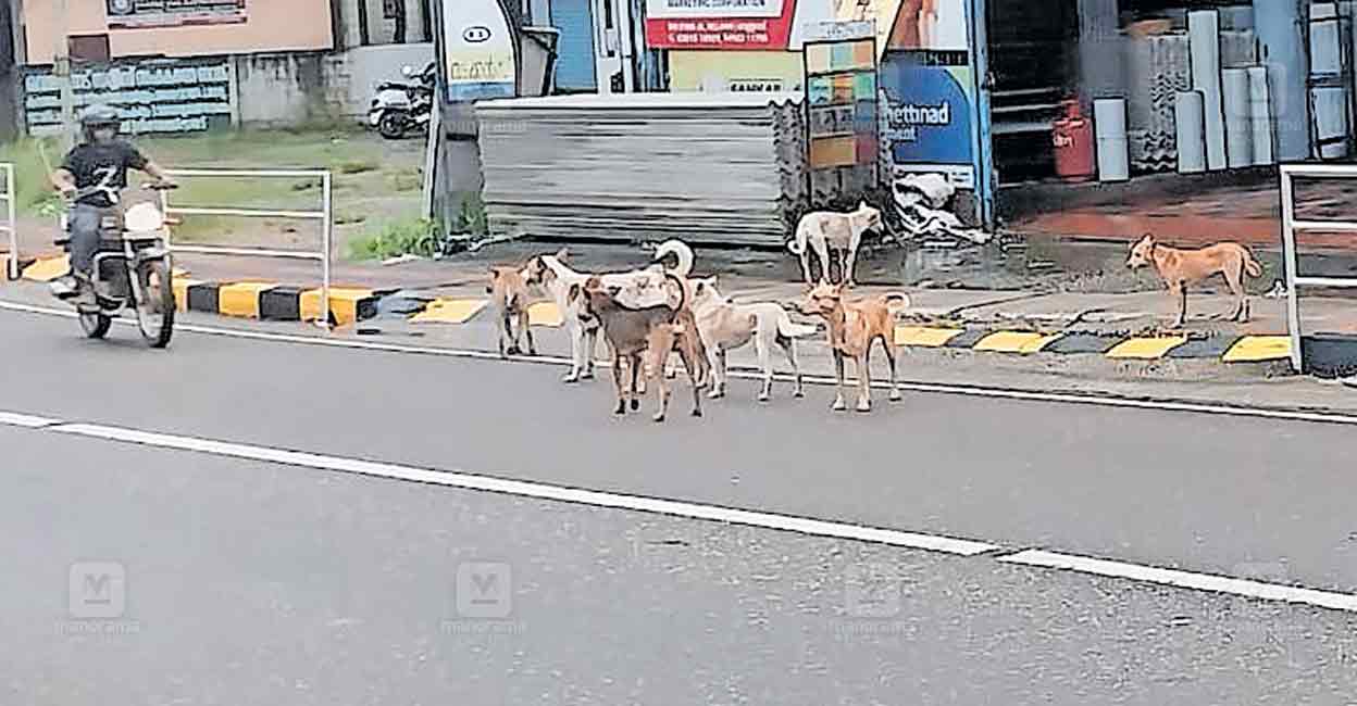 വെള്ളനാട് പഞ്ചായത്തിൽ തെരുവുനായ ശല്യം | stray dogs | Vellanad | Kerala ...