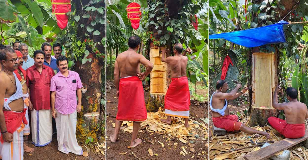 150 വർഷം പഴക്കമുള്ള പ്ലാവിൽനിന്ന് തിരുമുടി; ചായം ശ്രീഭദ്രകാളി ...