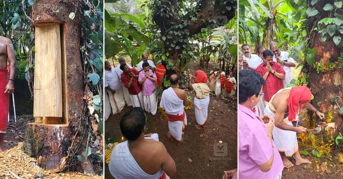 150 വർഷം പഴക്കമുള്ള പ്ലാവിൽനിന്ന് തിരുമുടി; ചായം ശ്രീഭദ്രകാളി ...