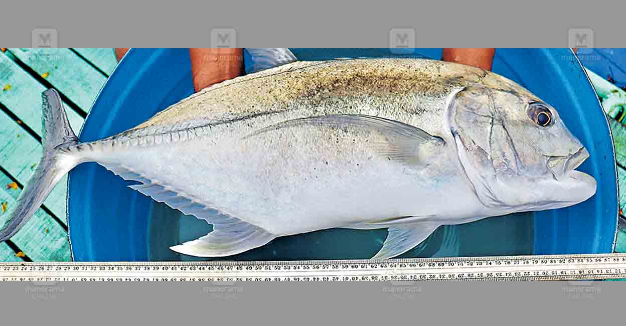 മത്സ്യഗവേഷണ കേന്ദ്രത്തിൽ ‘വറ്റ’ കൃത്രിമ പ്രജനനം വിജയകരം; നേട്ടം ...