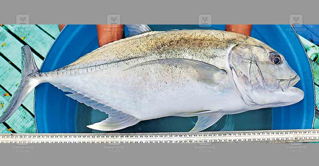 മത്സ്യഗവേഷണ കേന്ദ്രത്തിൽ ‘വറ്റ’ കൃത്രിമ പ്രജനനം വിജയകരം; നേട്ടം ...