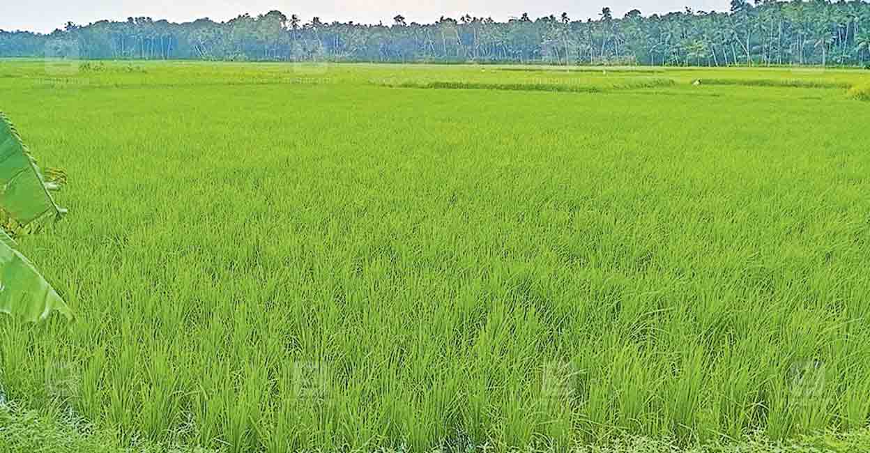 സീരിയൽ– സിനിമ ഷൂട്ടിങ്ങിന് വിലക്കേർപ്പെടുത്തി പാടശേഖര സമിതി ...