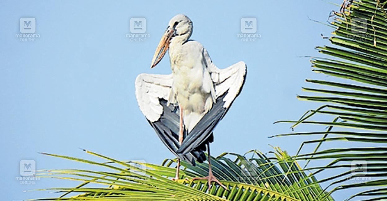 ശോഷിച്ച് തണ്ണീർത്തടങ്ങൾ, എണ്ണം കുറഞ്ഞ് നീർപ്പക്ഷിക ...